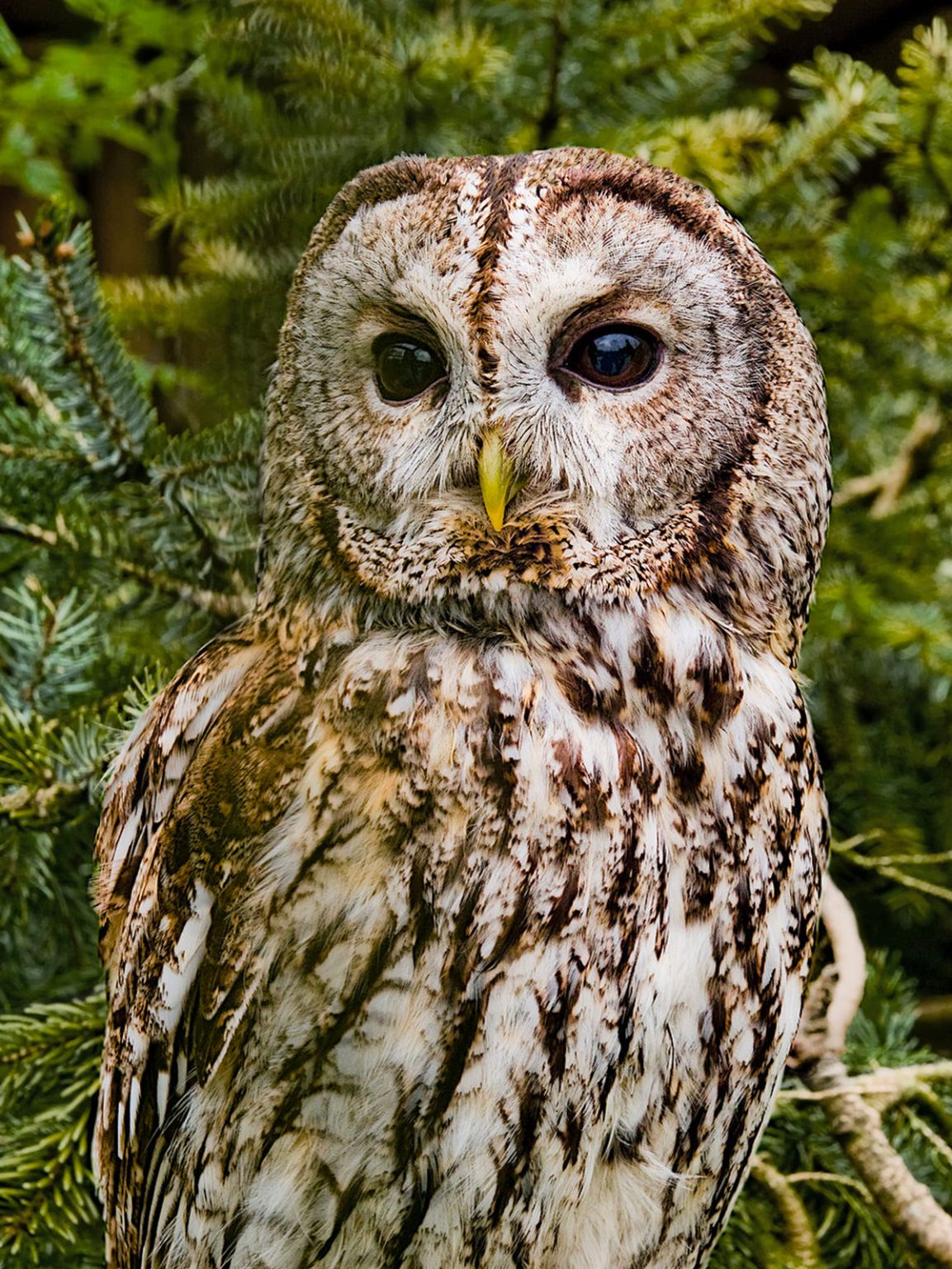 I rapaci notturni: la differenza tra Gufo, Civetta e Allocco