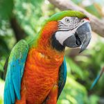 Cos’è un pappagallo? Guida su caratteristiche e curiosità