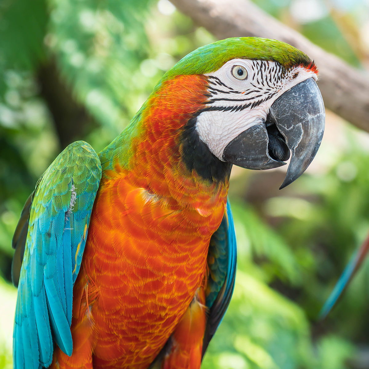 Cos’è un pappagallo? Guida su caratteristiche e curiosità