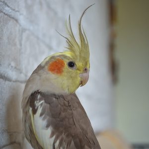 Cos’è un pappagallo? Guida su caratteristiche e curiosità