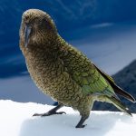 Cos’è un pappagallo? Guida su caratteristiche e curiosità