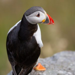 Cos’è un pappagallo? Guida su caratteristiche e curiosità