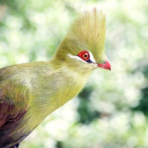 Cos’è un pappagallo? Guida su caratteristiche e curiosità